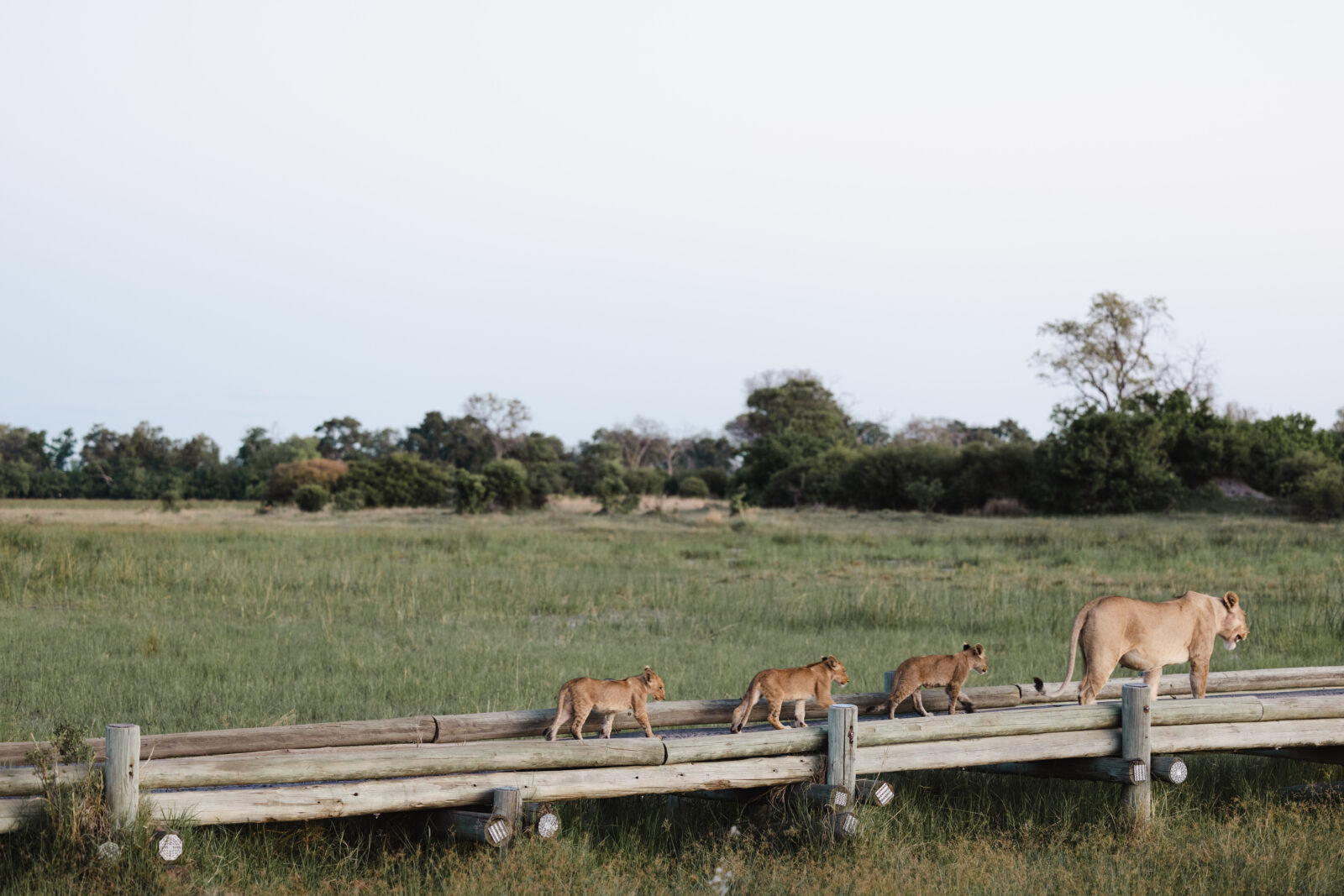 An Unforgettable African Safari in Botswana - Michelle Norwood Living